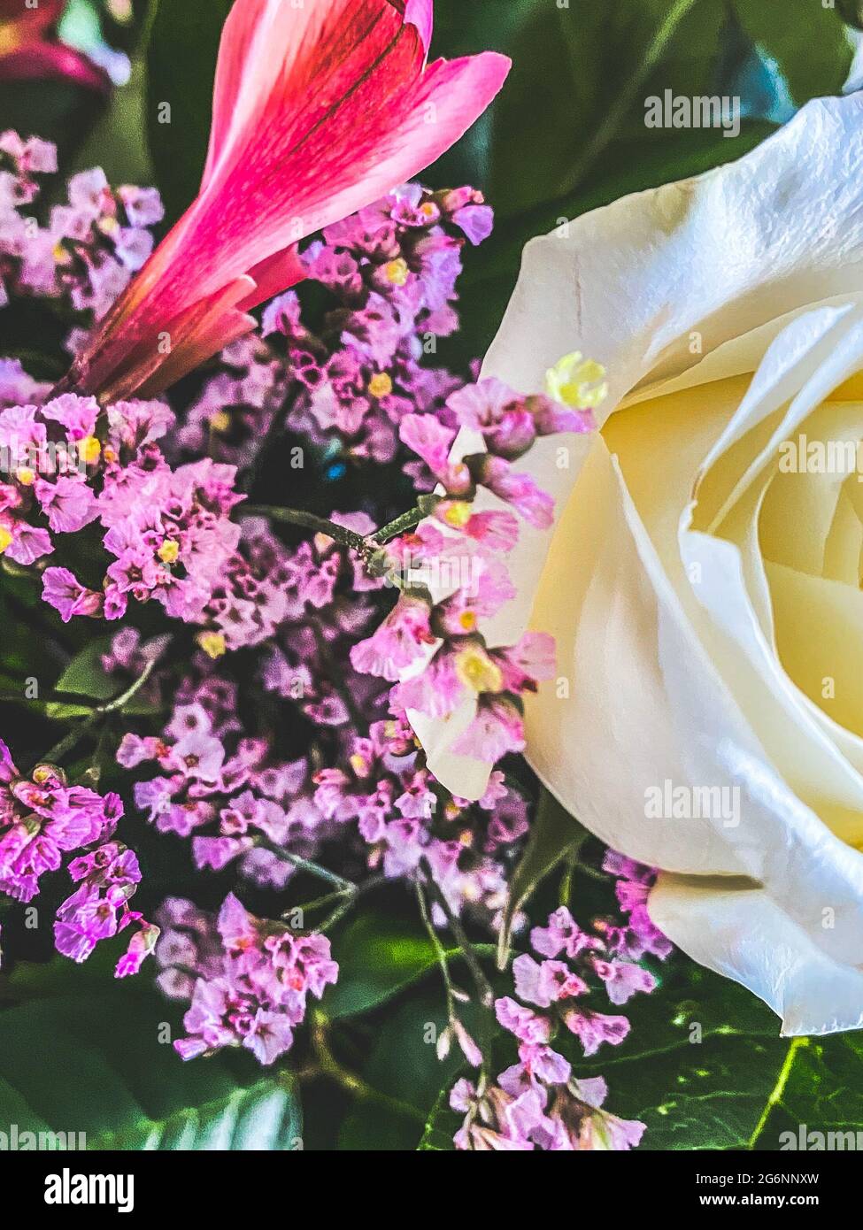 Rosen und babys atmen -Fotos und -Bildmaterial in hoher Auflösung – Alamy