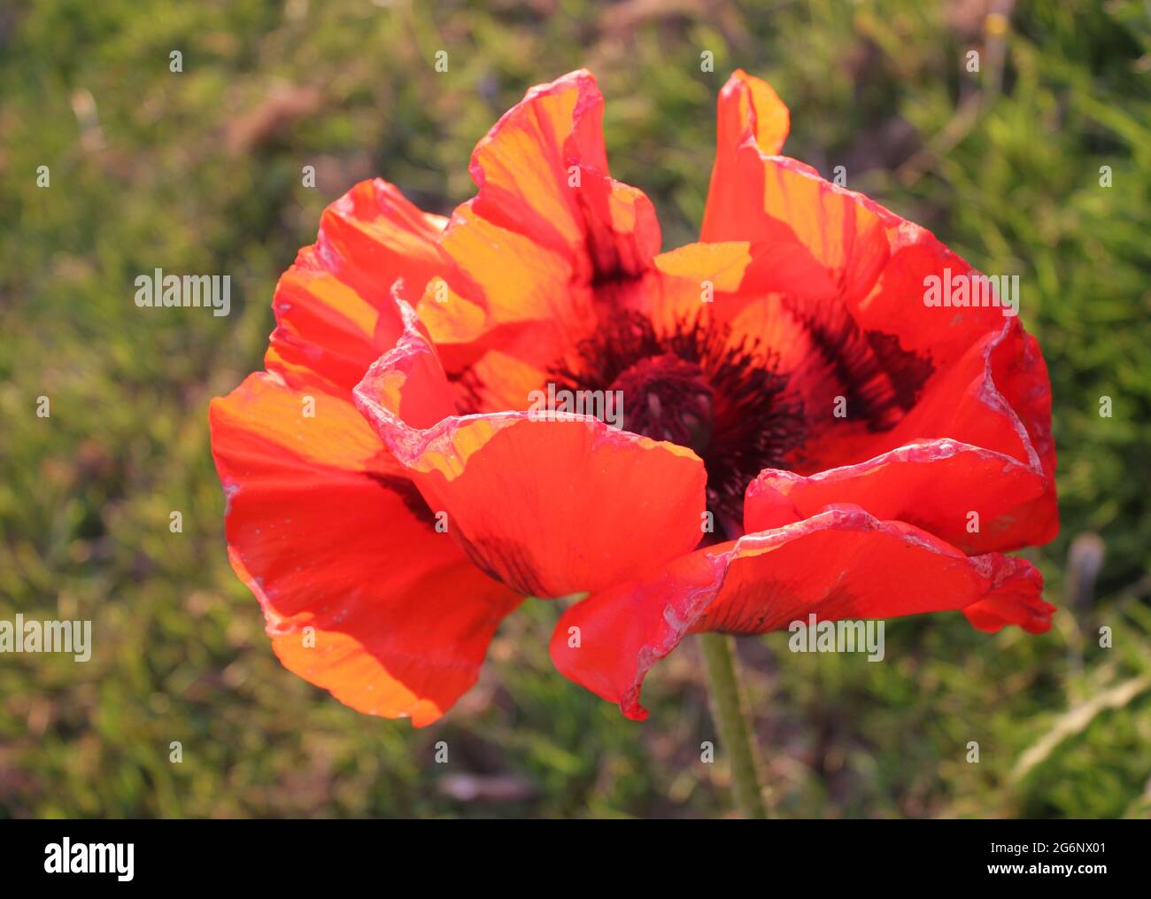 Großer Mohn-Blütenkopf, der auf einem Feld glüht. Große Ziermohn wächst ...