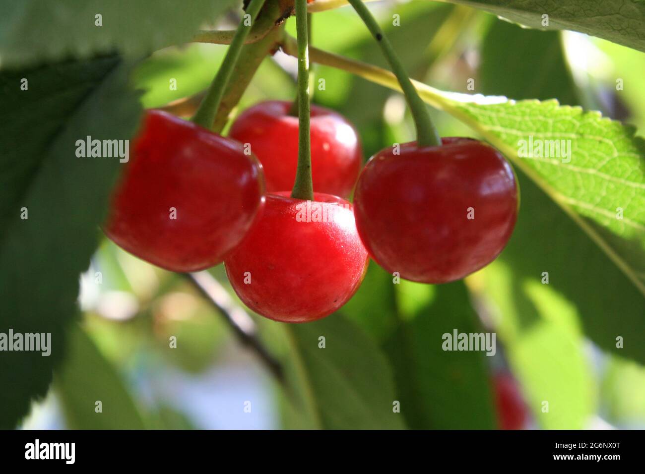 Maraska kirschen -Fotos und -Bildmaterial in hoher Auflösung – Alamy
