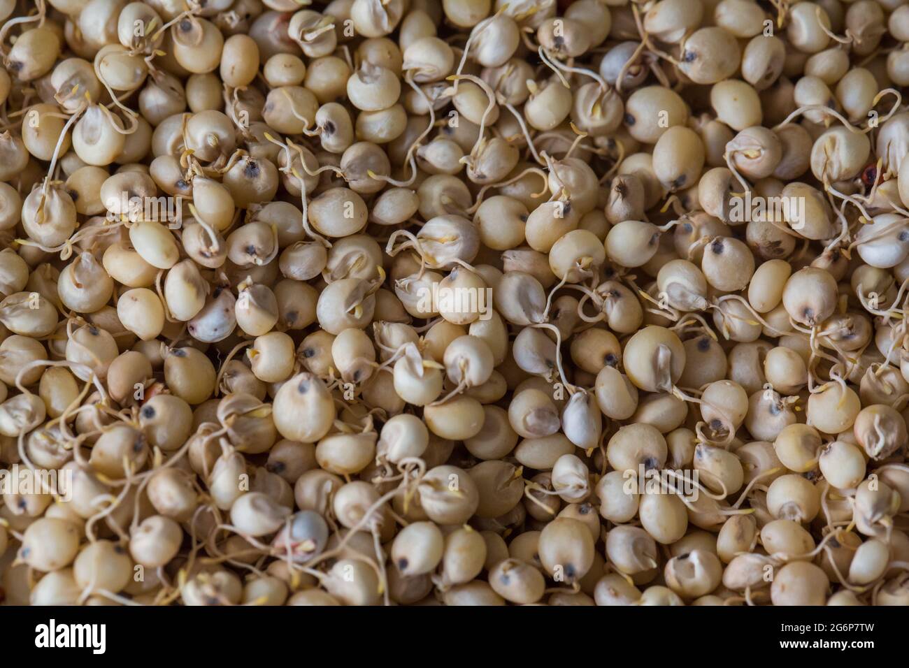 Nahaufnahme von gekeimtem Sorghum (Jowar) oder ägyptischen Hirsekernen ...