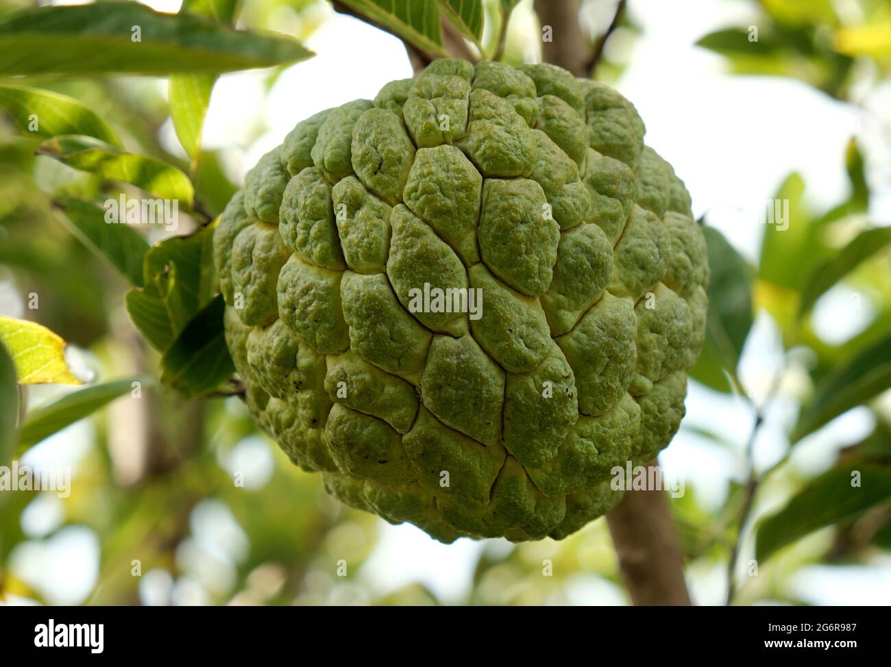 Asiatischer zuckerapfel -Fotos und -Bildmaterial in hoher Auflösung – Alamy