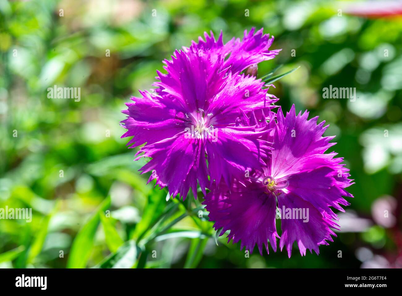 Karte der nelke -Fotos und -Bildmaterial in hoher Auflösung – Alamy