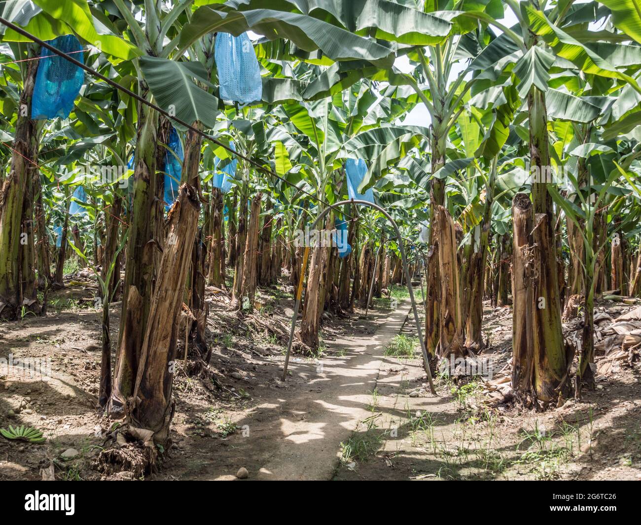 Costa rica banana plantation bananas -Fotos und -Bildmaterial in hoher ...