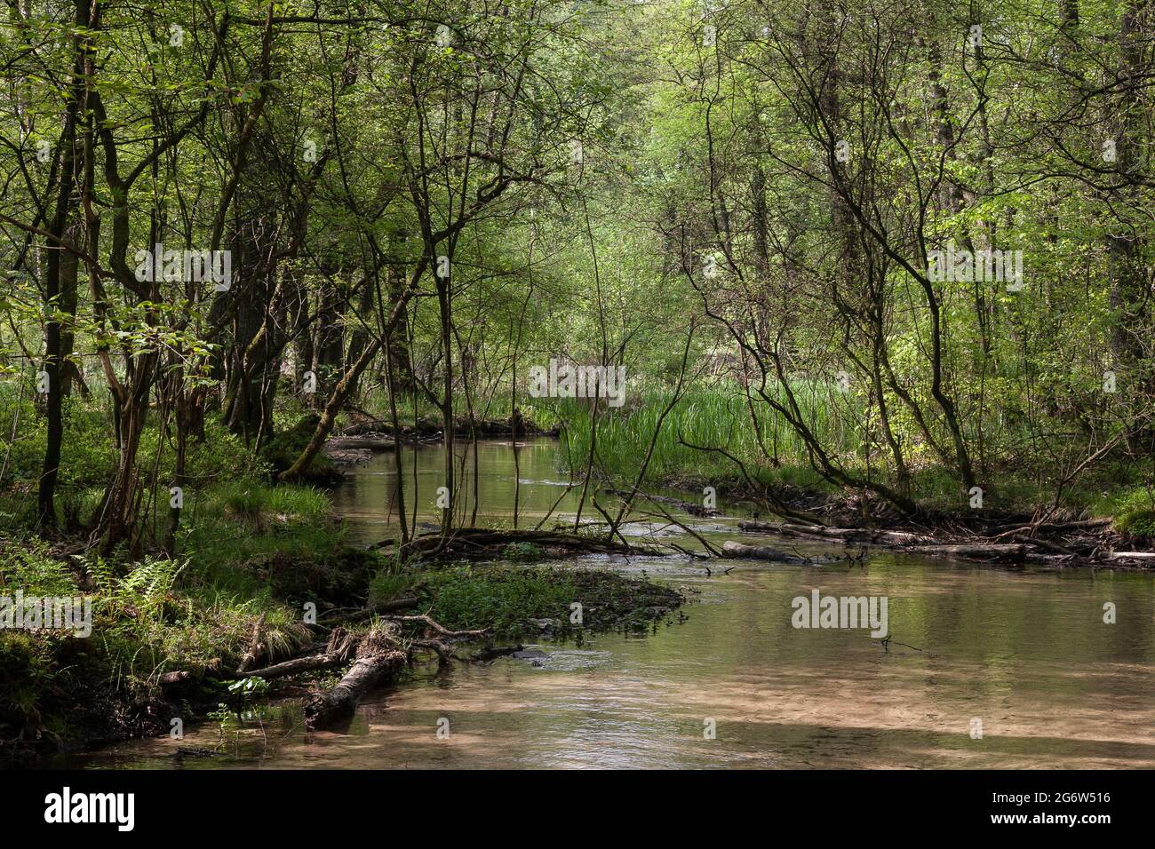 Ein ast im verlauf eines baches -Fotos und -Bildmaterial in hoher ...