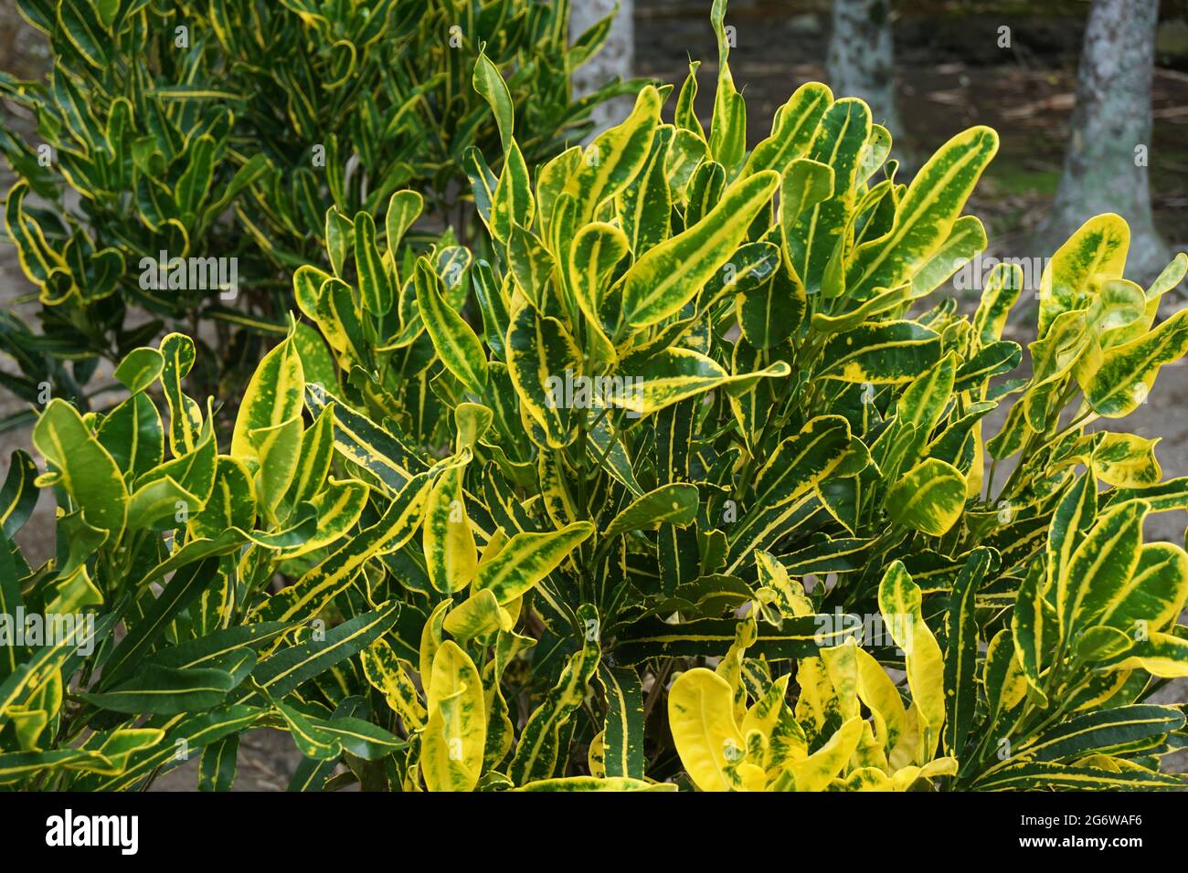 Codiaeum variegatum (Croton, Variegated Laurel, Garden Croton, Orange ...