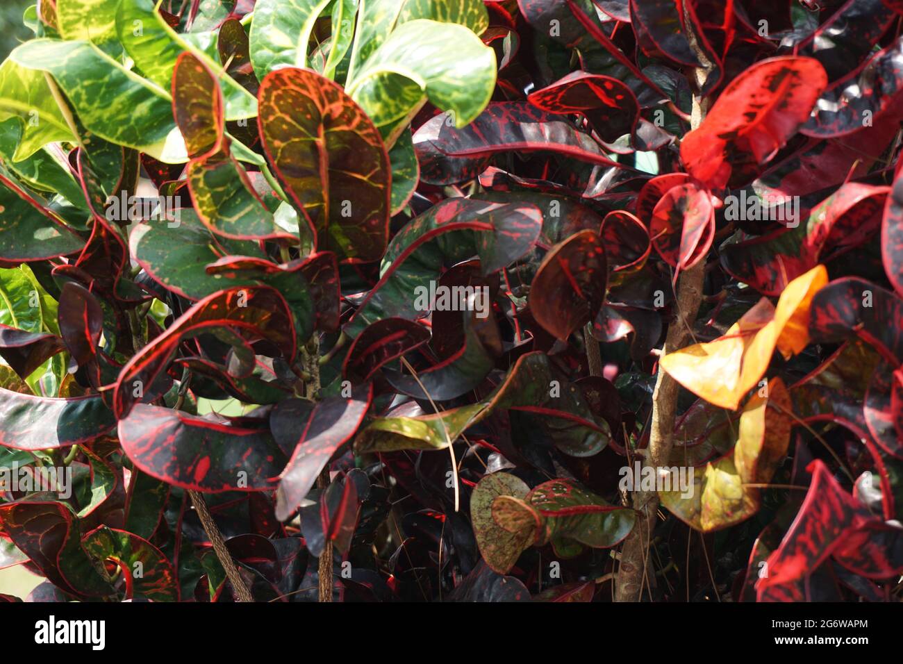 Codiaeum variegatum (Croton, Variegated Laurel, Garden Croton, Orange ...