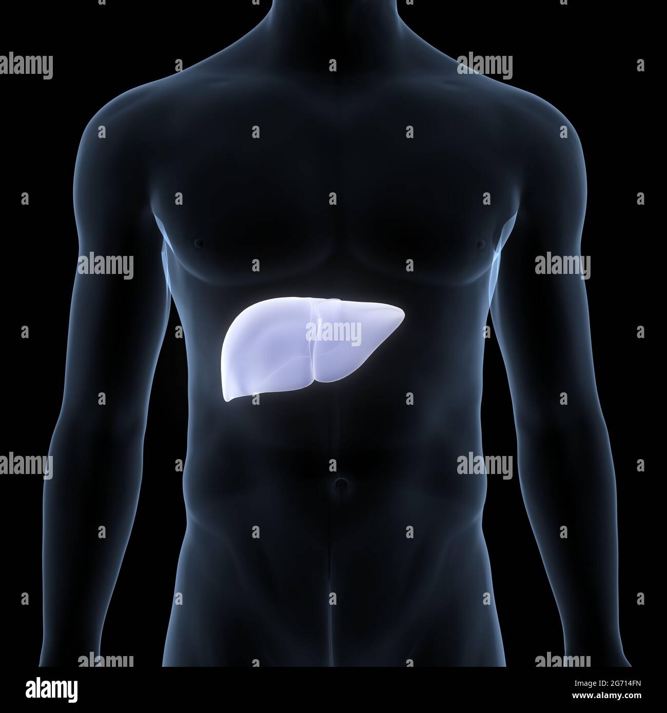 Menschliche interne Digestive Organ Leber Anatomie Stockfotografie - Alamy