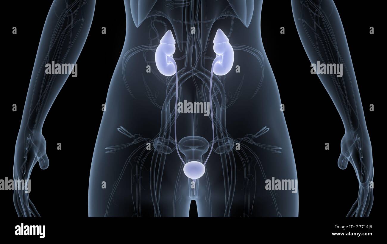 Menschlichen Nieren und Blase und Harnwege Anatomie Stockfotografie - Alamy