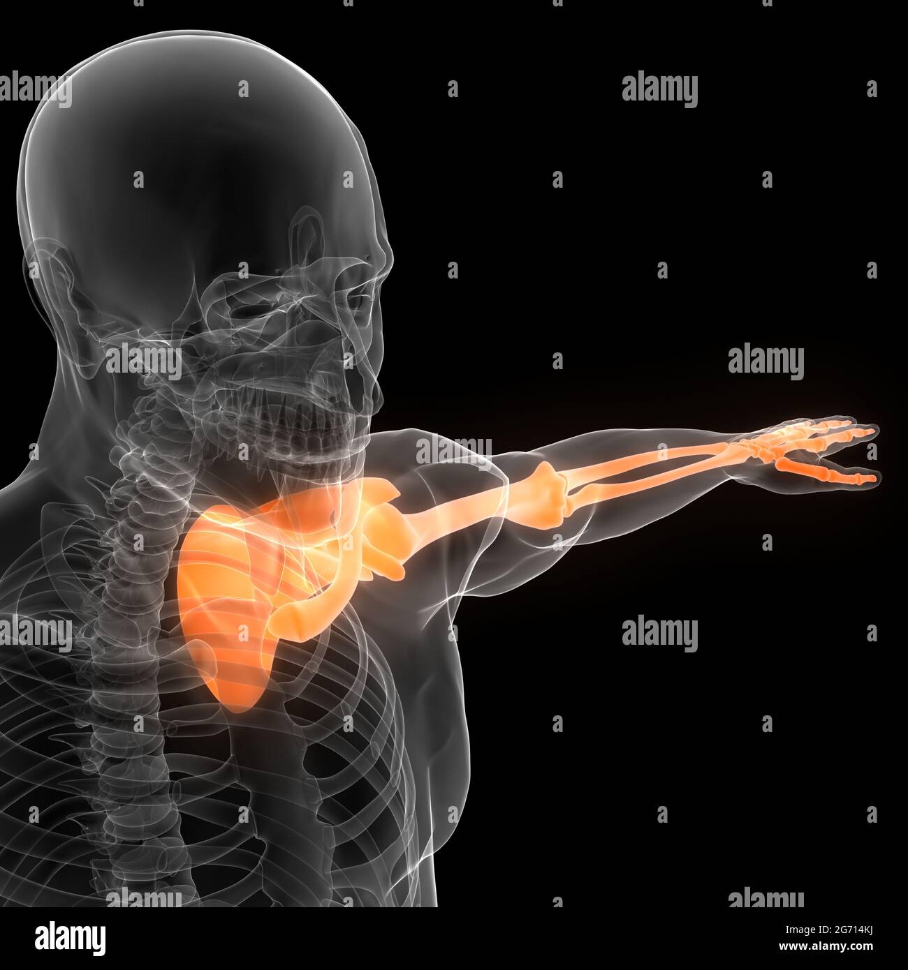 Menschliches Skelett System Knochen Gelenke Anatomie Stockfotografie ...
