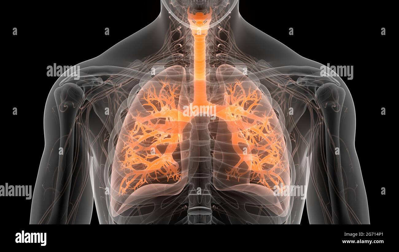 Menschliche Atmungssystem Lungen Anatomie Stockfotografie - Alamy