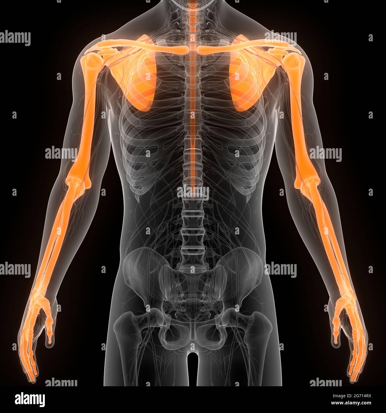 Menschliches Skelett System Knochen Gelenke Anatomie Stockfotografie ...