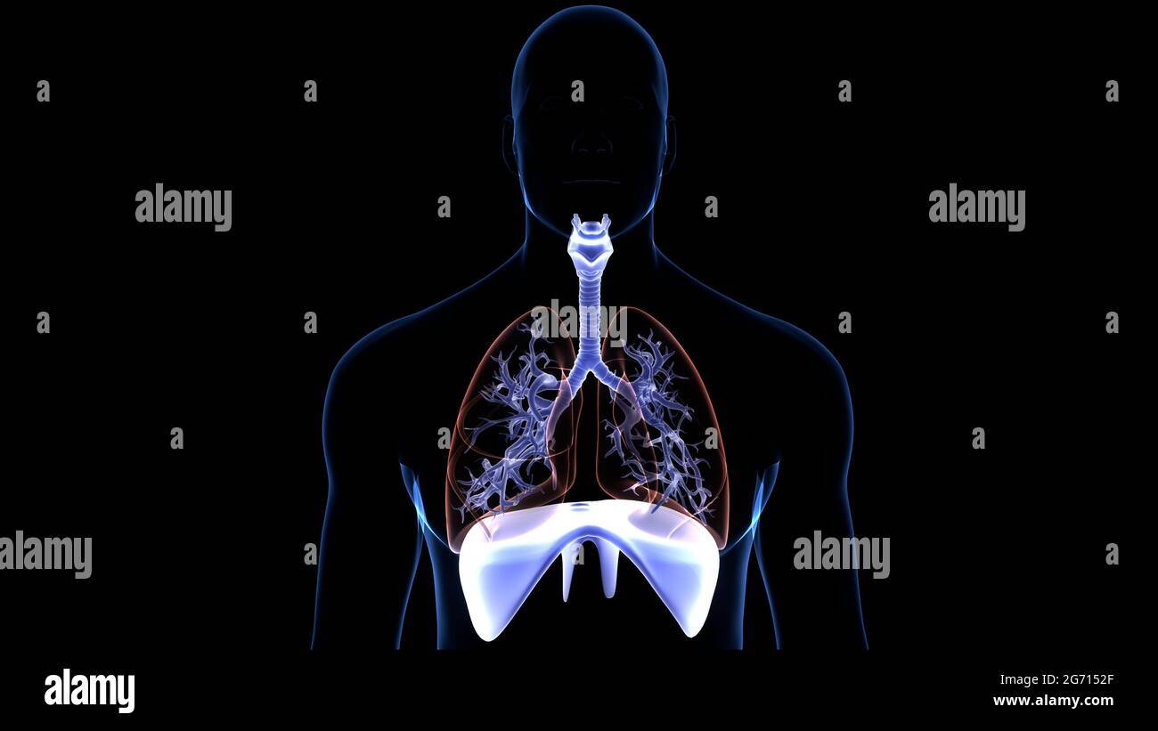 Menschliche Atmungssystem Lungen Anatomie Stockfotografie - Alamy
