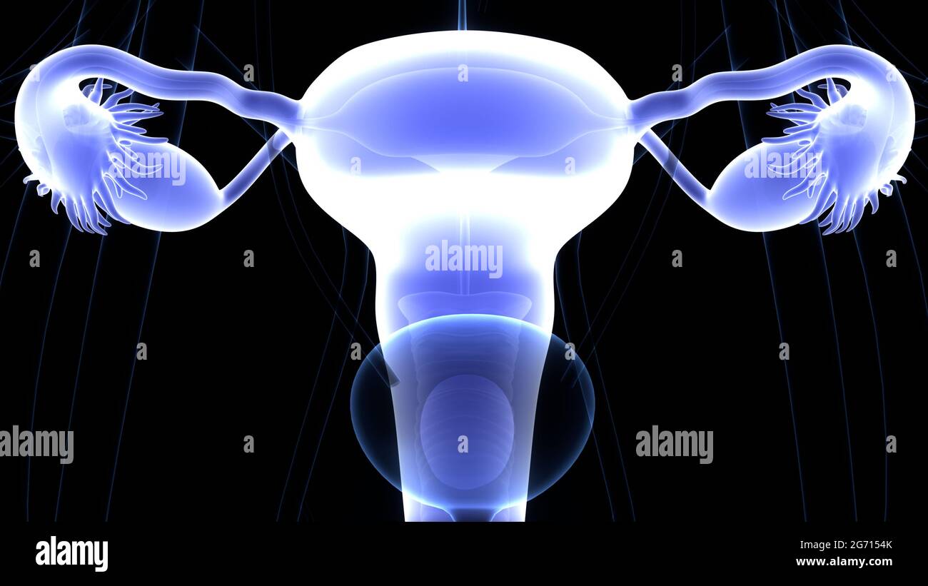 Anatomie der weiblichen Fortpflanzungsorgane Stockfotografie - Alamy