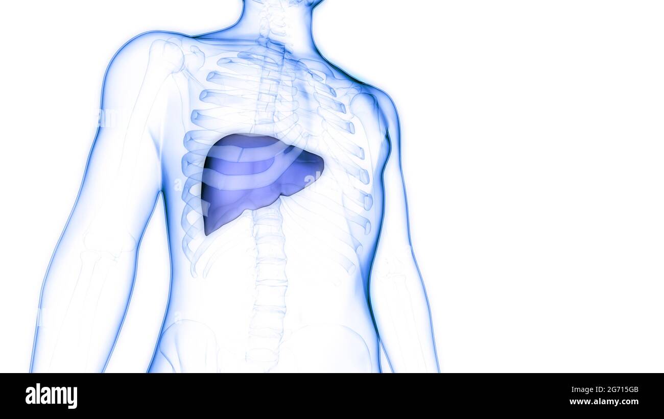 Leber anatomie Ausgeschnittene Stockfotos und -bilder - Alamy