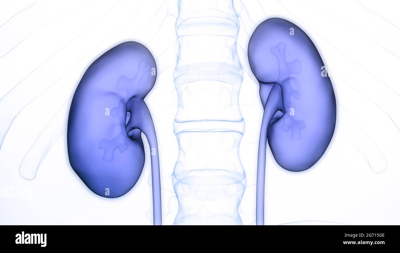 Menschlichen Nieren und Blase und Harnwege Anatomie Stockfotografie - Alamy