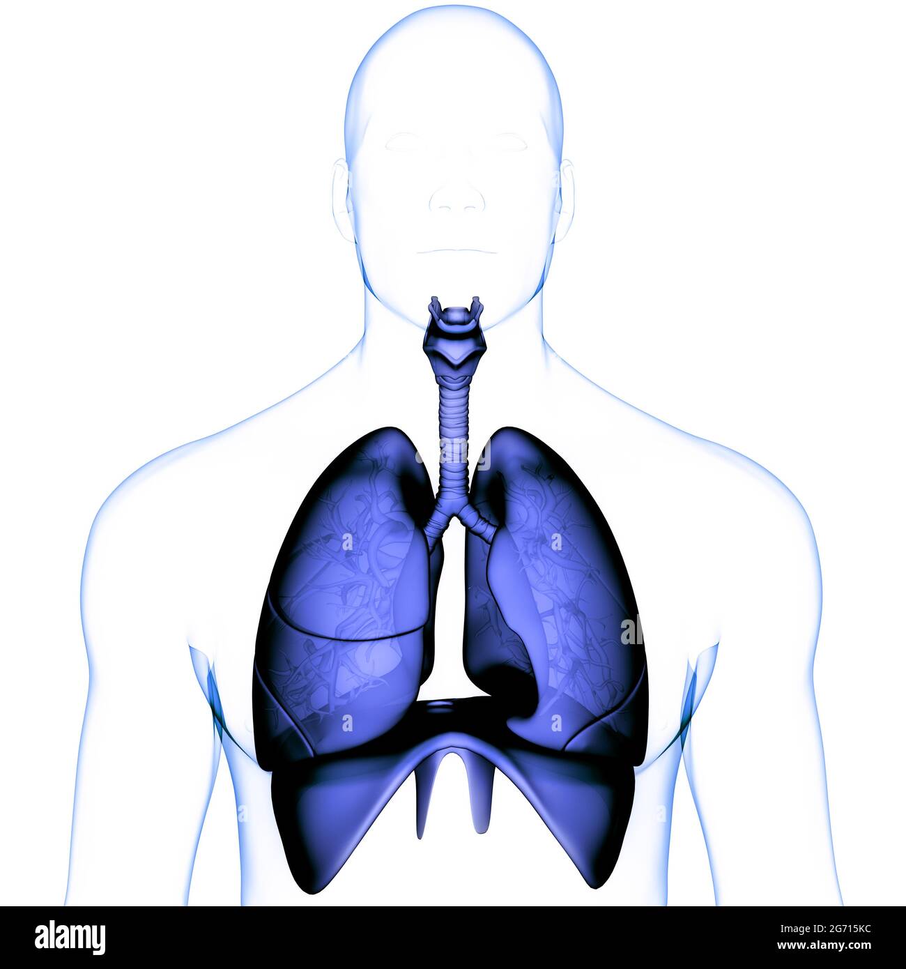 Menschliche Atmungssystem Lungen Anatomie Stockfotografie - Alamy