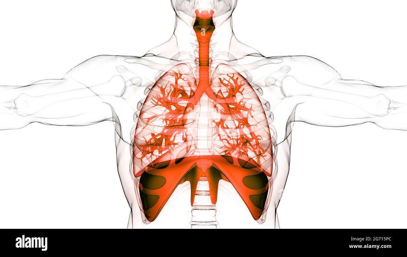 Menschliche Atmungssystem Lungen Anatomie Stockfotografie - Alamy