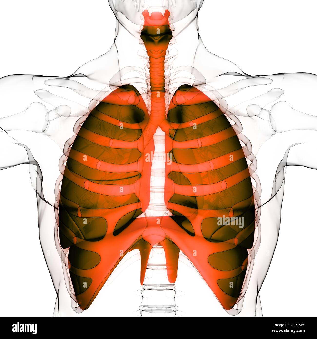 Diagramm Des Menschlichen Atmungssystems Mit Beschriftung Anatomie Der