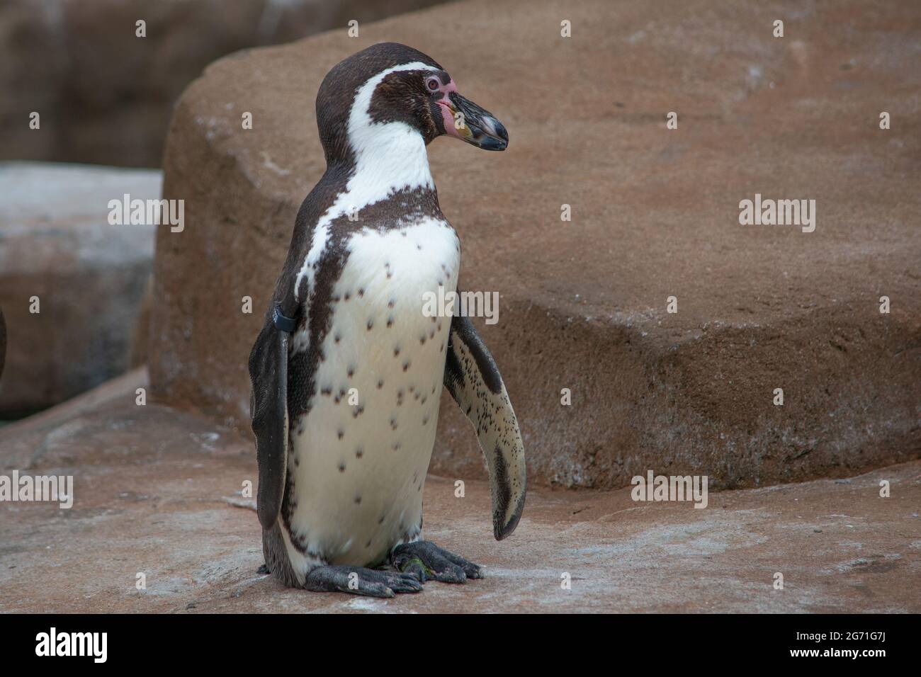 Gefangene humboldt pinguine -Fotos und -Bildmaterial in hoher Auflösung ...