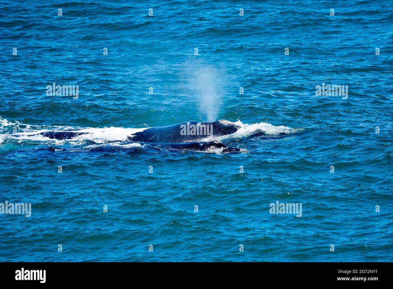 Mutter und babywale -Fotos und -Bildmaterial in hoher Auflösung – Alamy