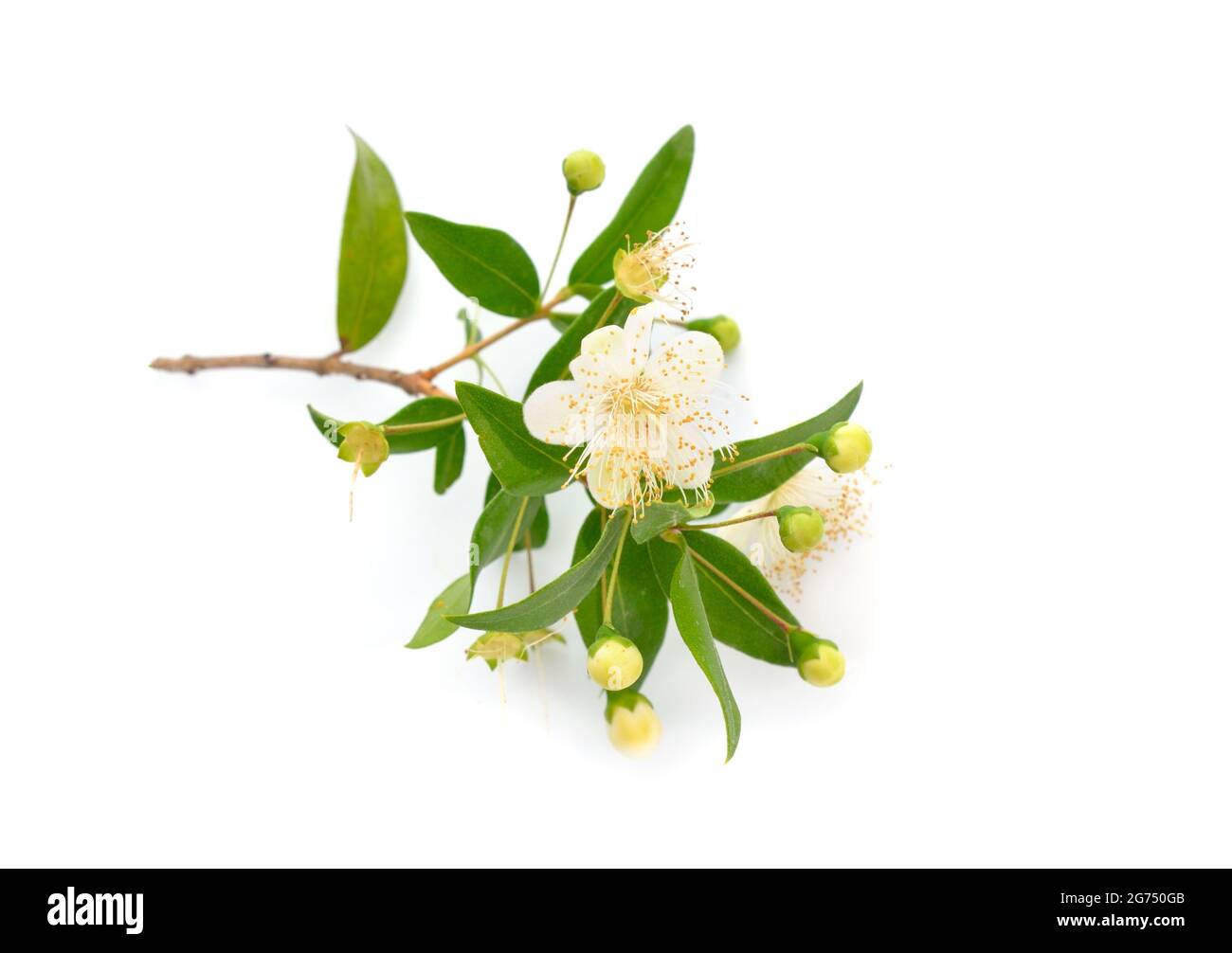 Myrte myrtus communis Ausgeschnittene Stockfotos und -bilder - Alamy