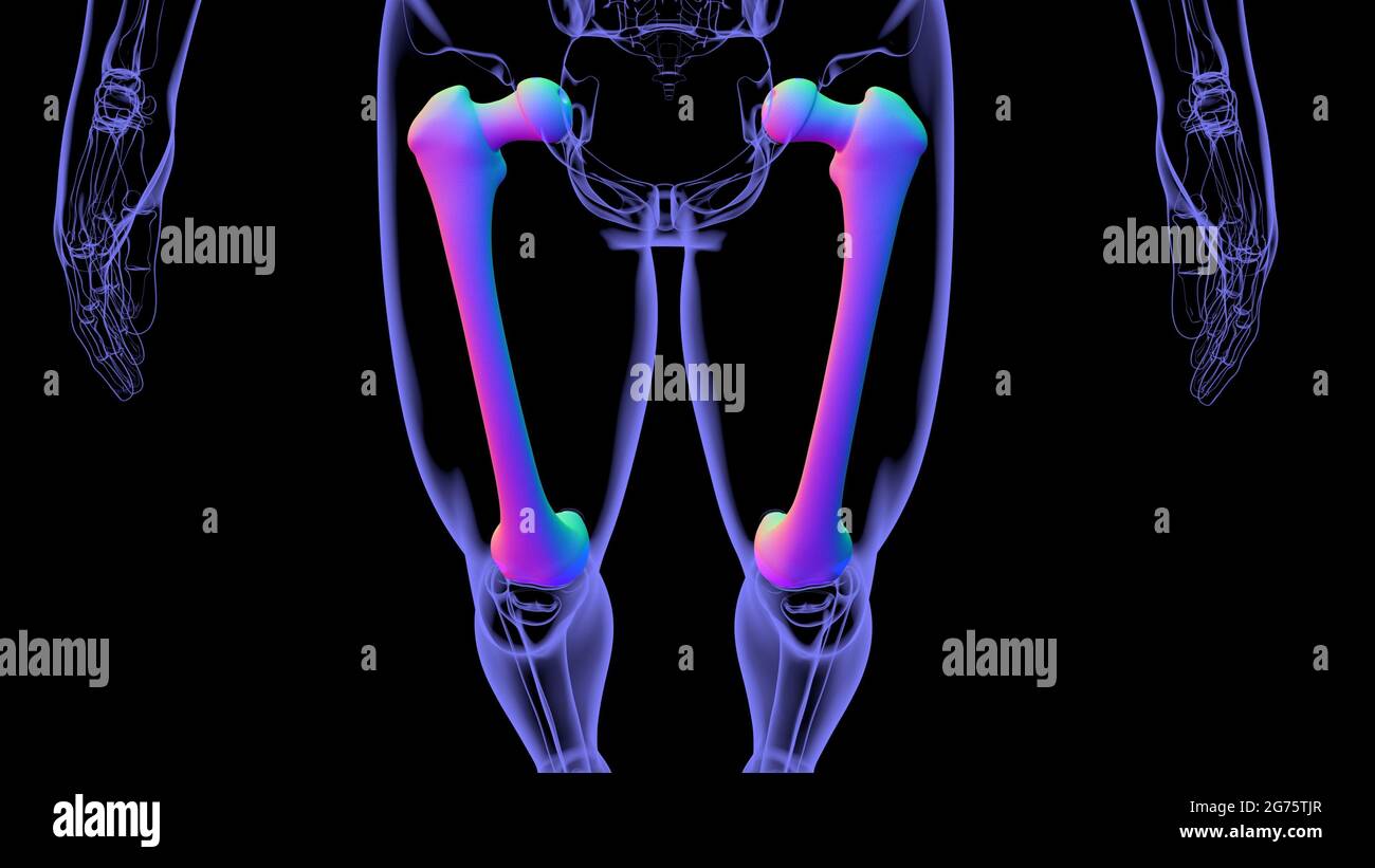 Menschliche Skelett Anatomie Femur Knochen 3D Rendering für ...