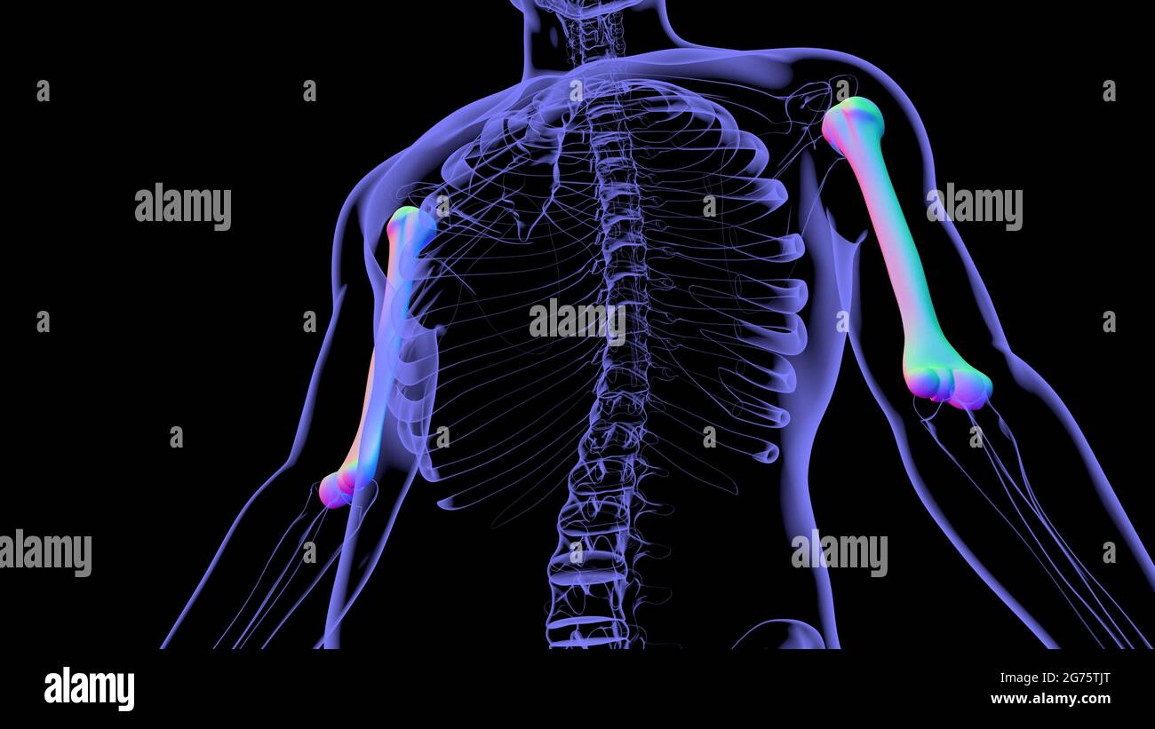 Menschlicher Humerusknochen Stockfotos und -bilder Kaufen - Alamy