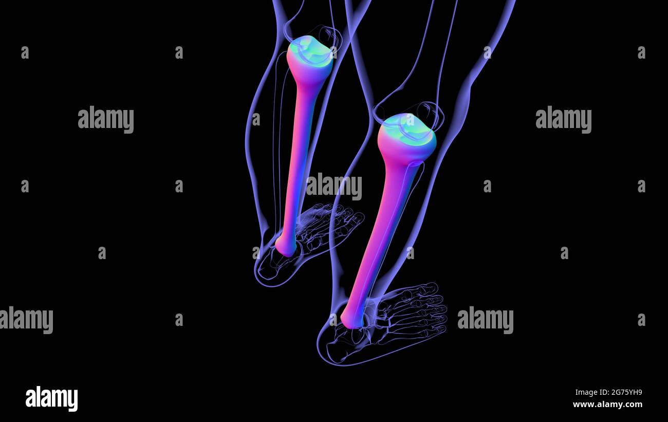 Menschliche Skelett Anatomie Tibia Knochen 3D Rendering für ...