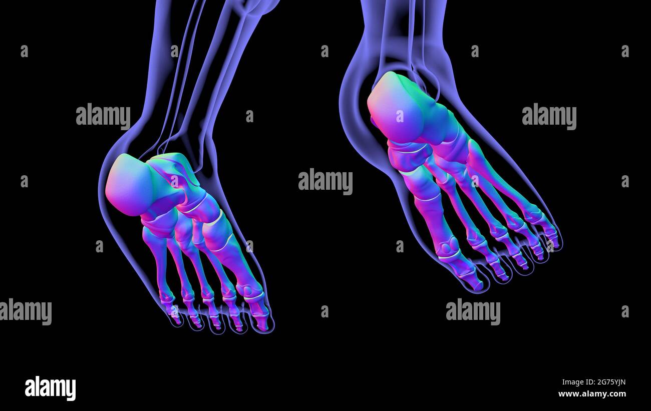 Menschliche Skelett Fußknochen Anatomie für medizinisches Konzept 3D ...