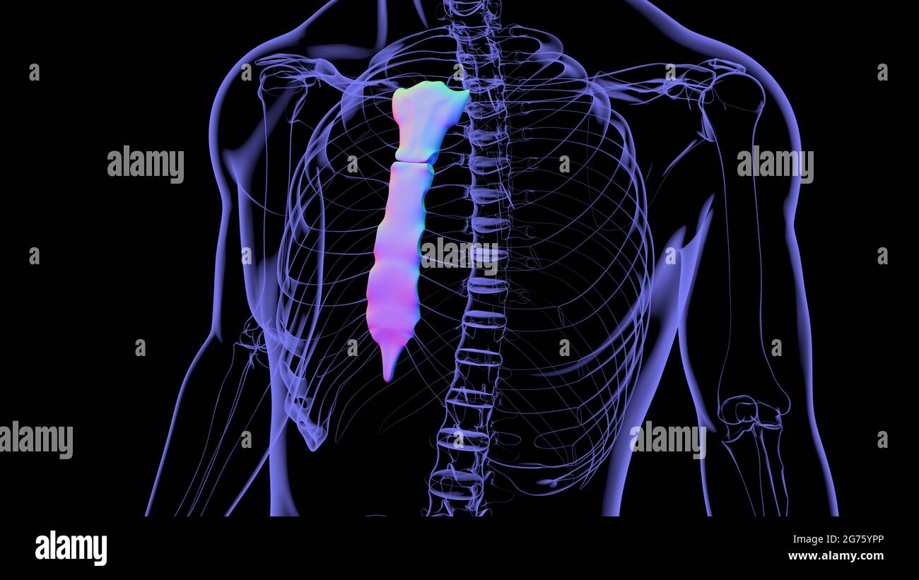 Menschliche Skelett Brustbein Knochen Anatomie für Medical Concept 3D ...