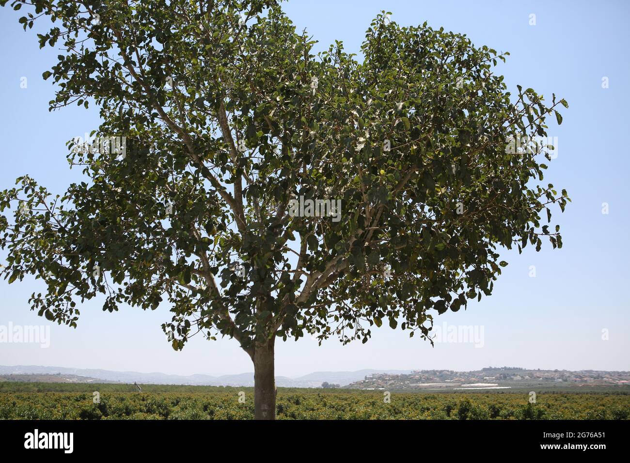 Ficus sycomorus -Fotos und -Bildmaterial in hoher Auflösung – Alamy