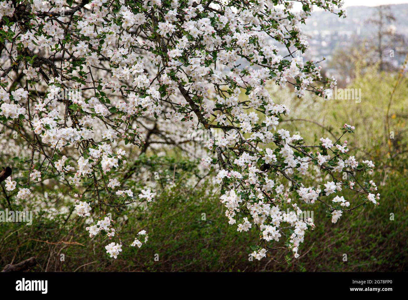 Nationaler apfelbaum -Fotos und -Bildmaterial in hoher Auflösung – Alamy