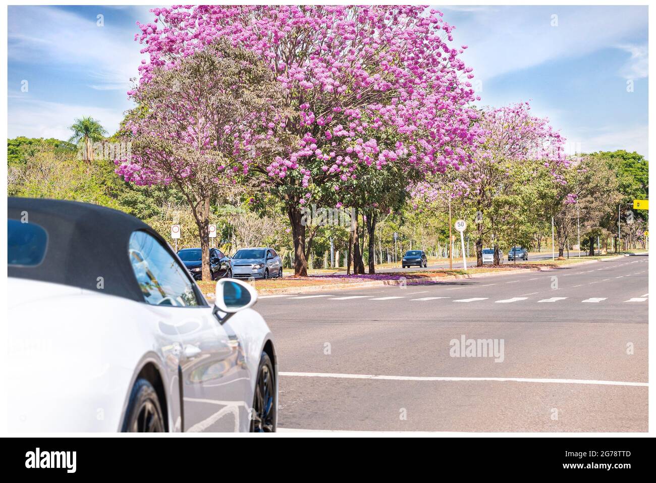 Ipe baum Ausgeschnittene Stockfotos und -bilder - Alamy
