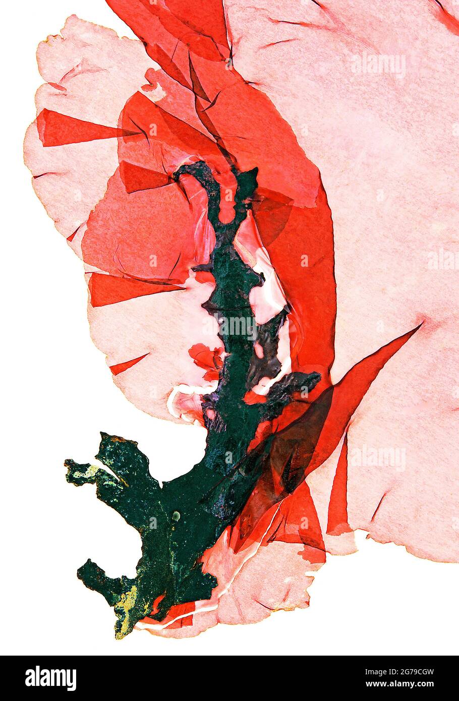 Pyropia algen -Fotos und -Bildmaterial in hoher Auflösung – Alamy