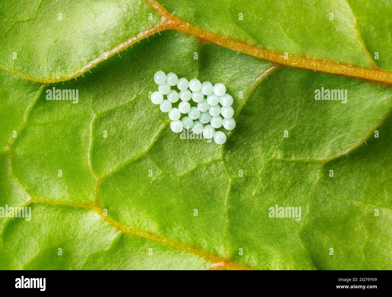 Kleine Braune Eier Insekten