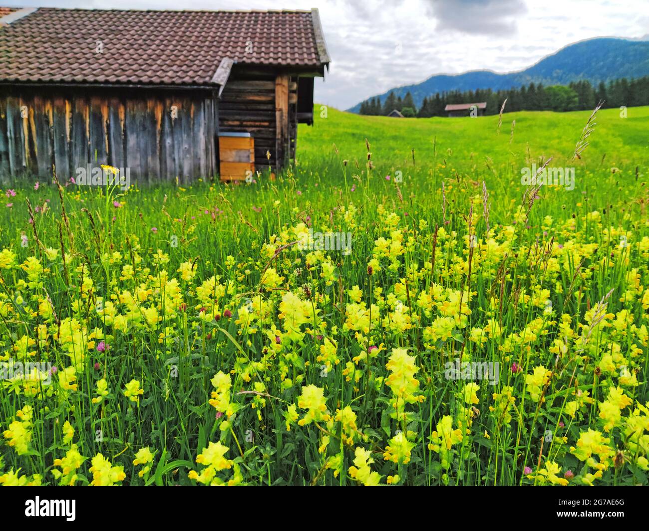 Großer Klapptopf (Rhinanthus serotinus) auf den Buckelwiesen ...