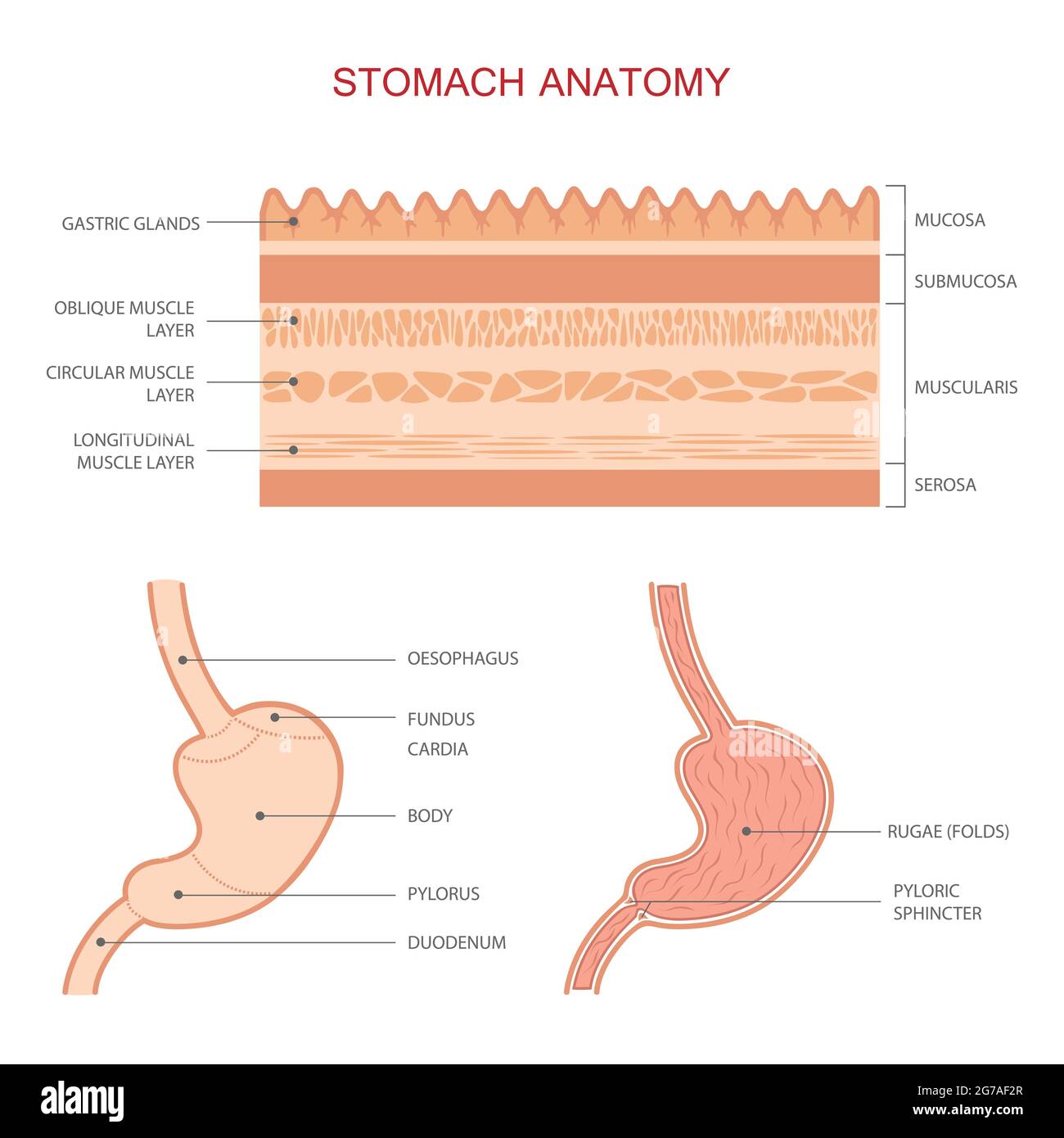 Anatomie des menschlichen Magens, Magen-Verdauungssystem, medizinische ...