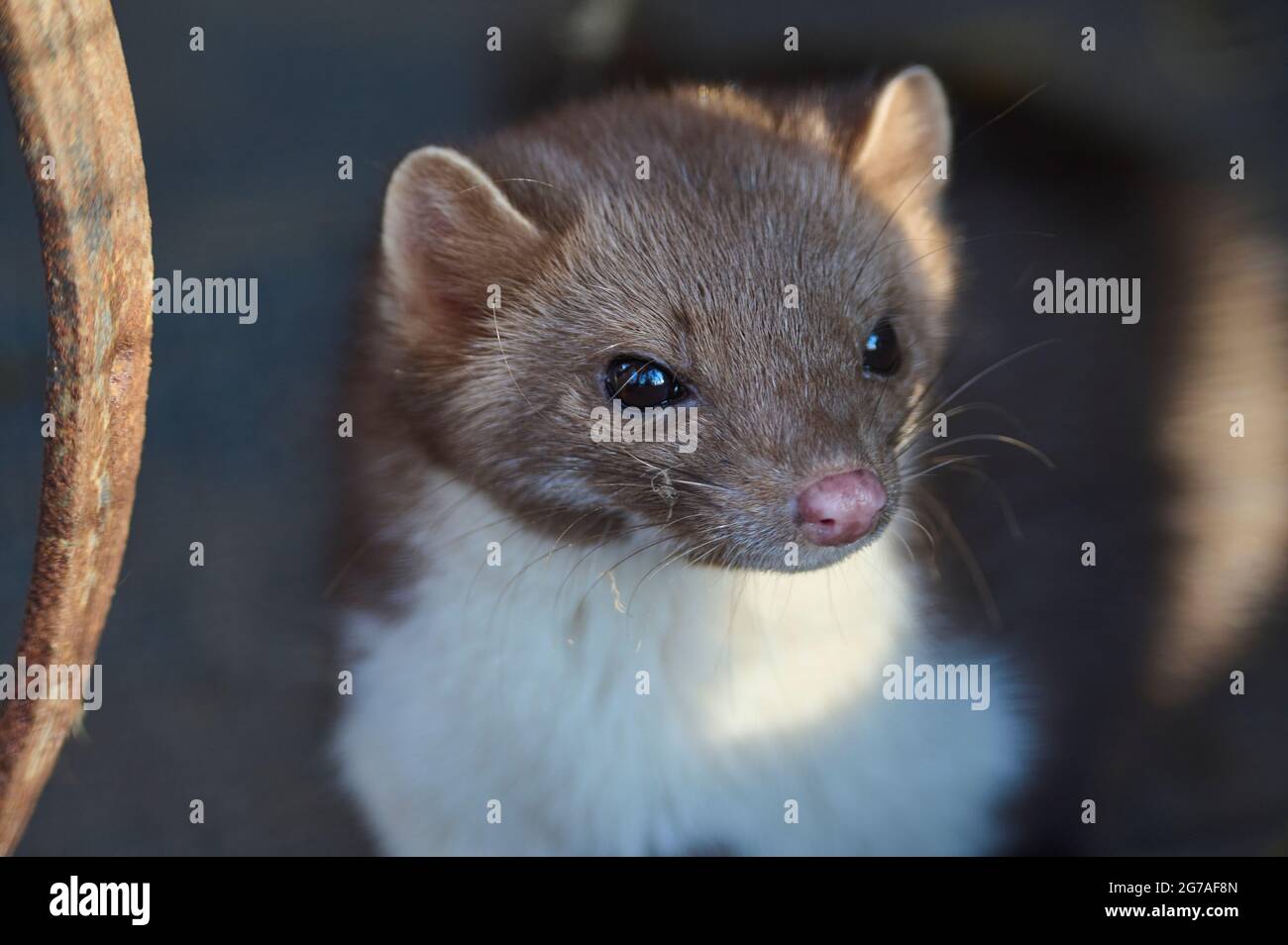 Steinmarder oder buche marder martes foina -Fotos und -Bildmaterial in ...
