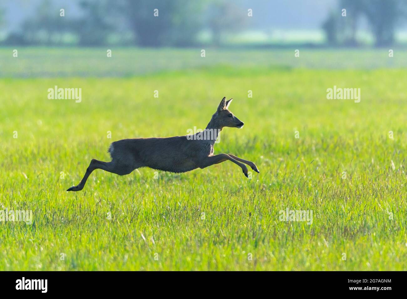 Springendes Reh (Capreolus capreolus) auf einer Wiese, Frühling, Mai ...