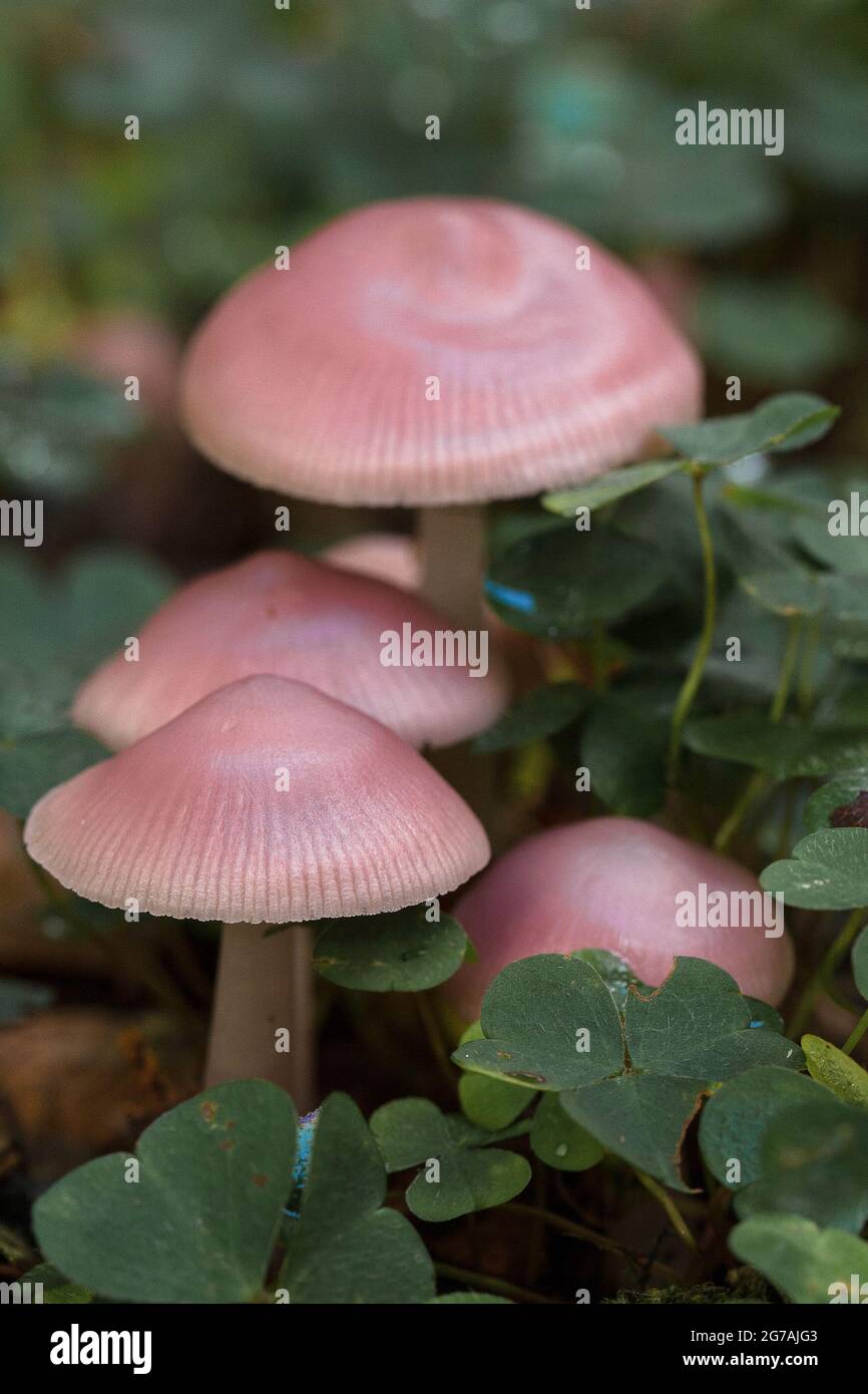 Lila hochformat -Fotos und -Bildmaterial in hoher Auflösung – Alamy