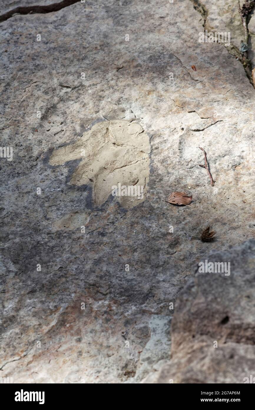 Archosaur -Fotos und -Bildmaterial in hoher Auflösung – Alamy
