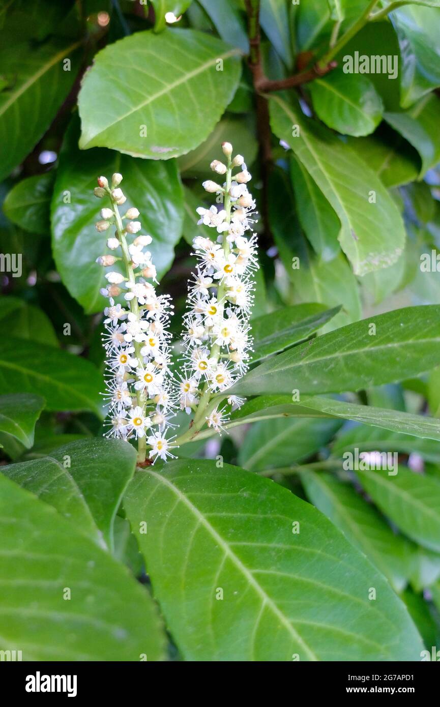 Die Lorbeerkirsche (Prunus laurocerasus) „Kirsche Lorbeer ...