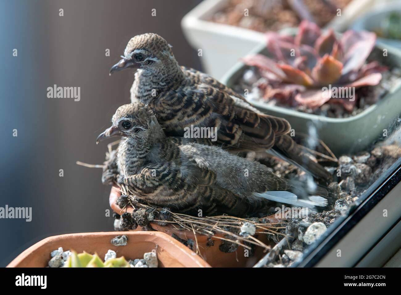 Baby tauben -Fotos und -Bildmaterial in hoher Auflösung – Alamy