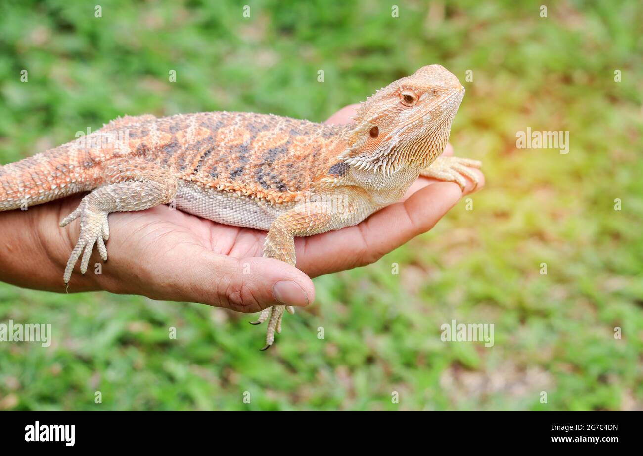 Männliche bartagame pogona arten -Fotos und -Bildmaterial in hoher ...