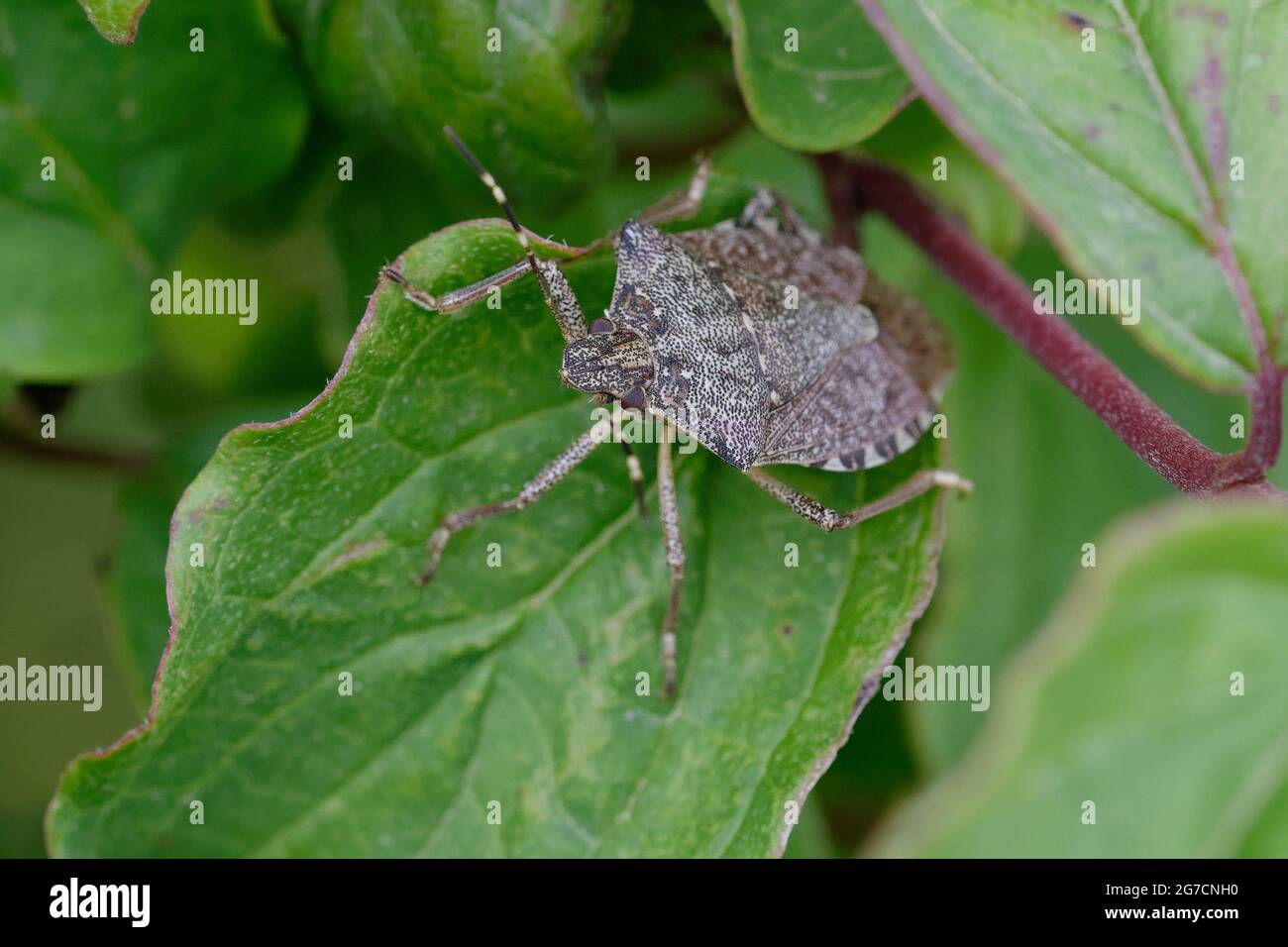 Halyomorpha halys europe -Fotos und -Bildmaterial in hoher Auflösung ...