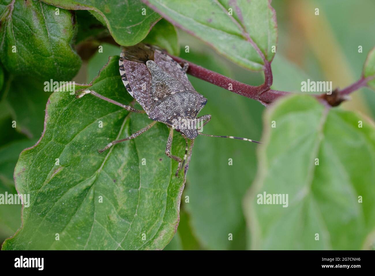 Halyomorpha halys europe -Fotos und -Bildmaterial in hoher Auflösung ...