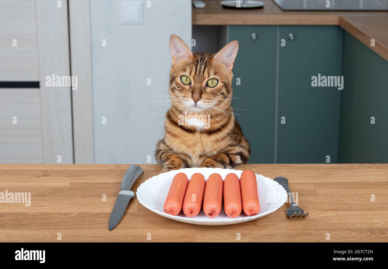 Hauskatze, die vom tisch isst -Fotos und -Bildmaterial in hoher ...