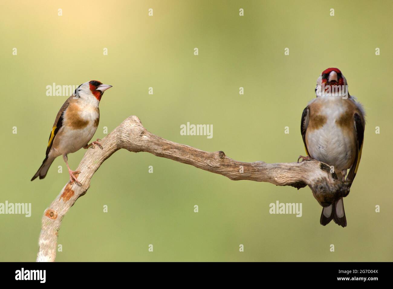 Echter fink -Fotos und -Bildmaterial in hoher Auflösung – Alamy