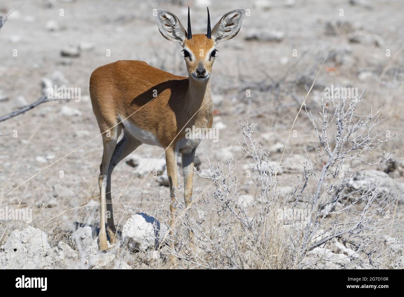 Steenbok raphicerus campestris namibia -Fotos und -Bildmaterial in ...