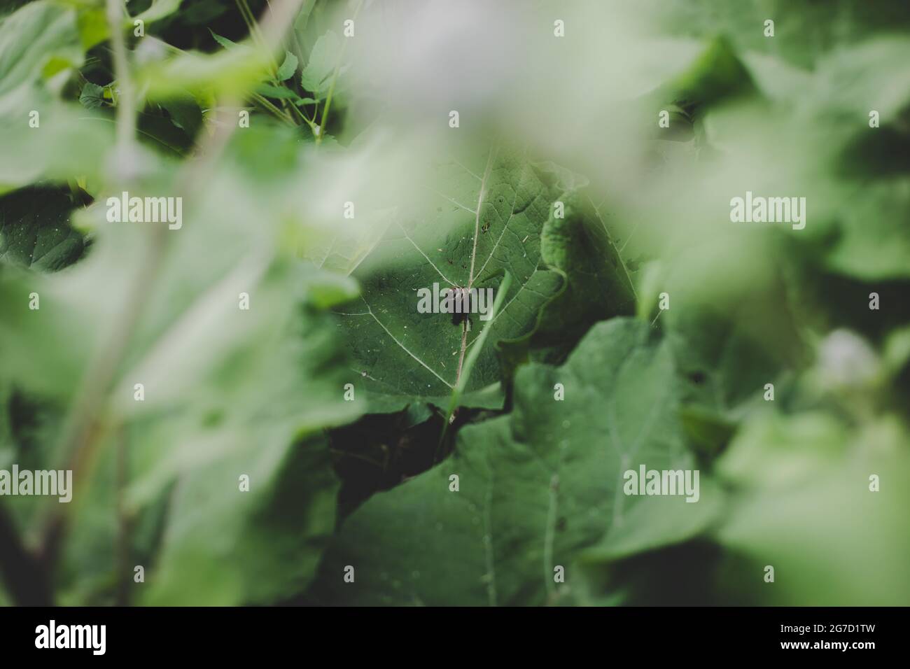 Nahaufnahme klettenblatt -Fotos und -Bildmaterial in hoher Auflösung ...